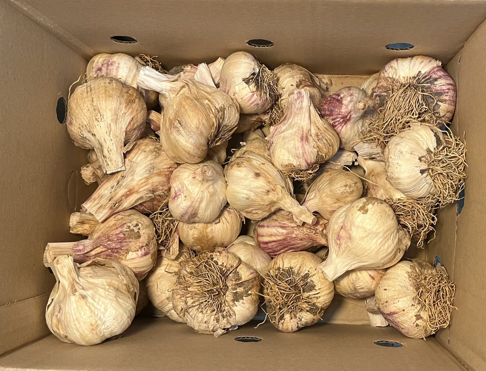 Garlic Maddock - Langridge Organic Products Ltd