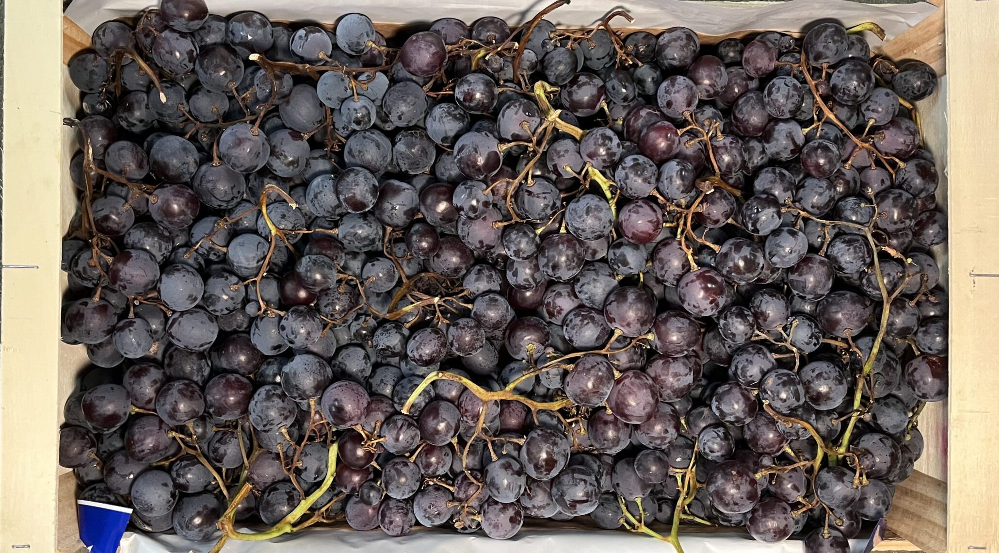 Grapes Black Ribol - Langridge Organic Products Ltd