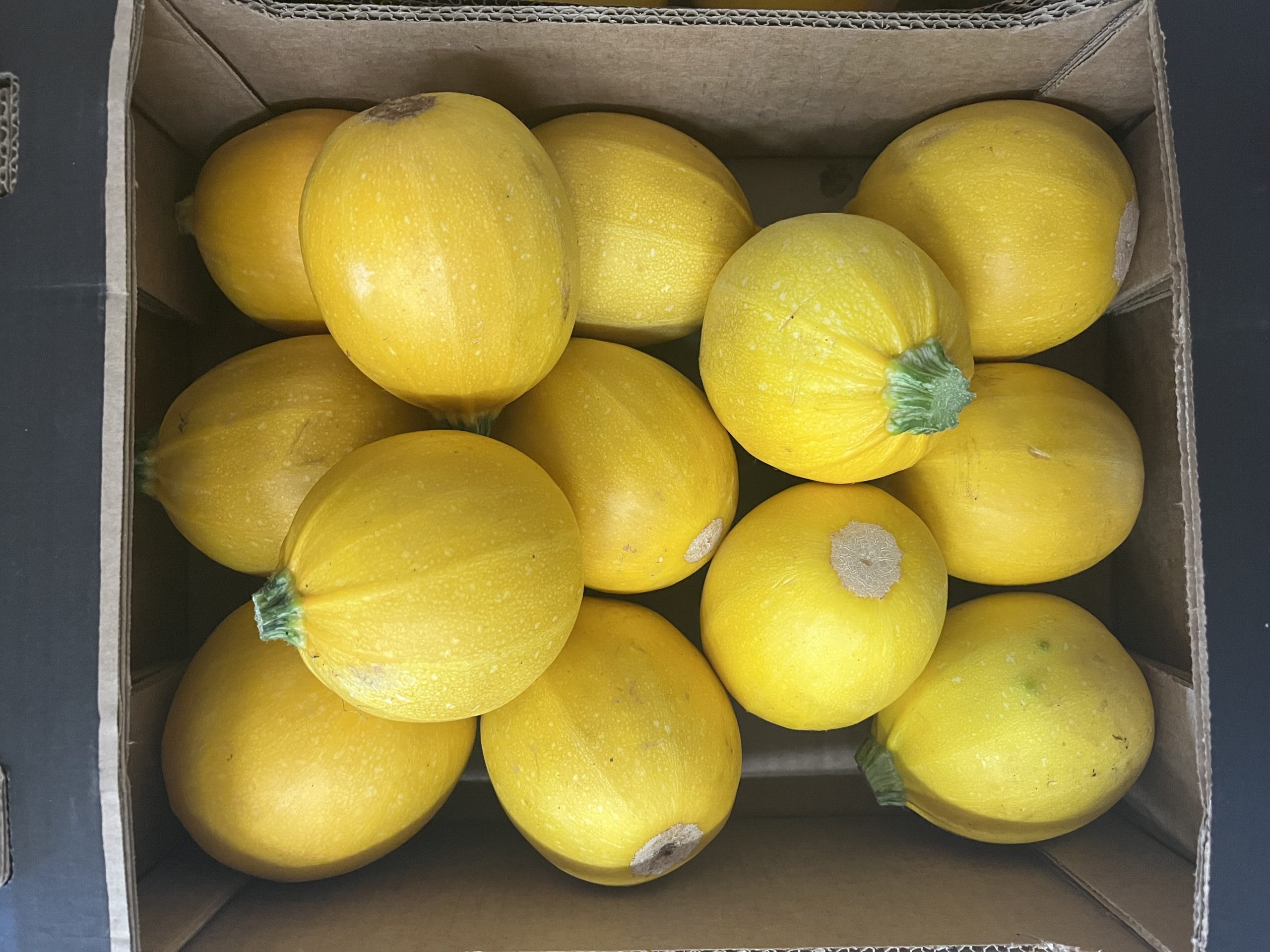 Courgette Round Yellow - Langridge Organic Products Ltd