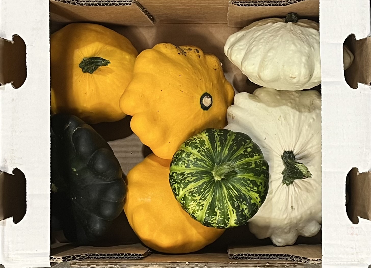Squash Mixed Custard - Langridge Organic Products Ltd