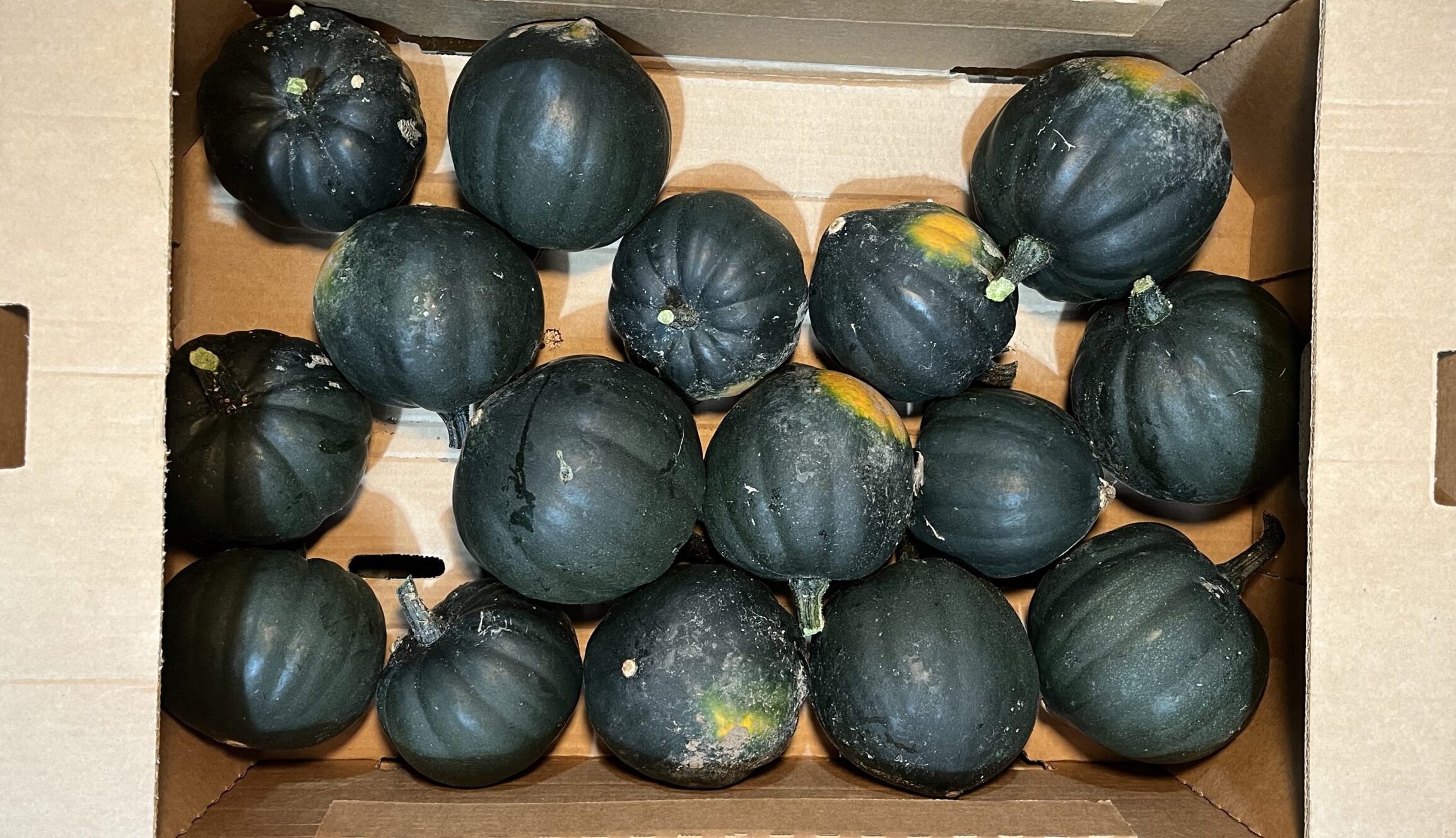 Squash Acorn (green/yellow) - Langridge Organic Products Ltd