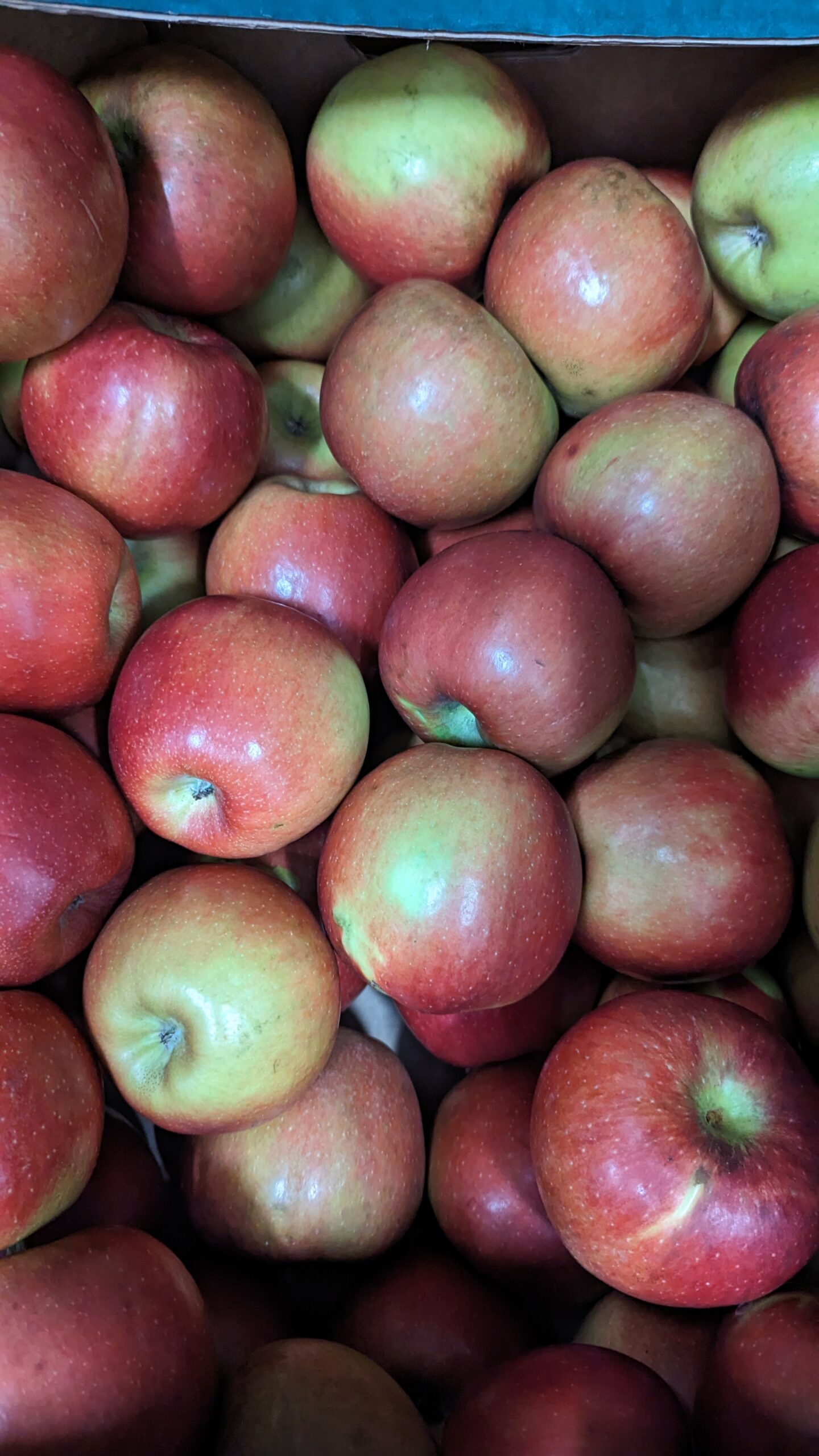 Apples Cabaret (Mole End) - Langridge Organic Products Ltd