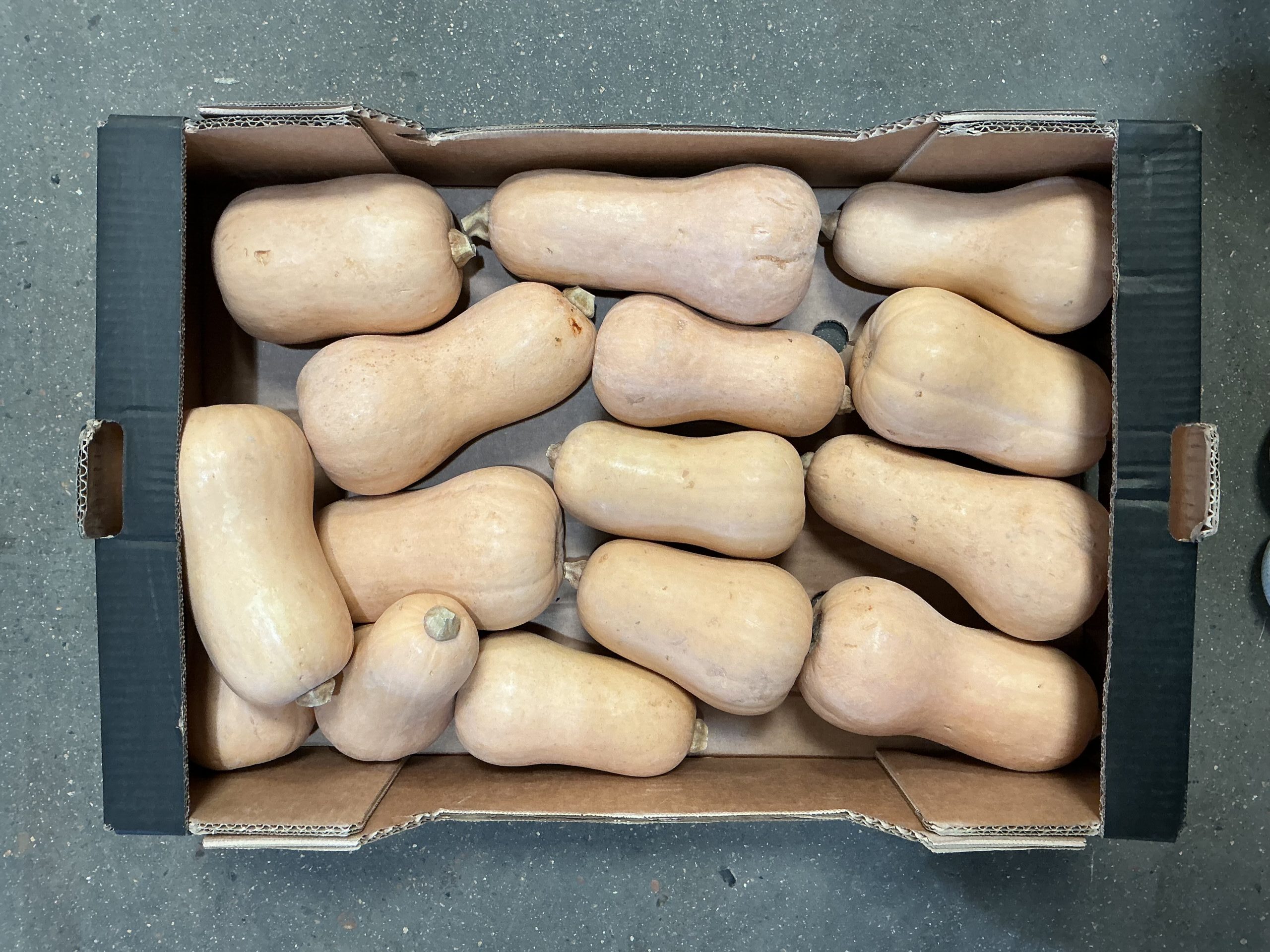 Squash Butternut Small - Langridge Organic Products Ltd