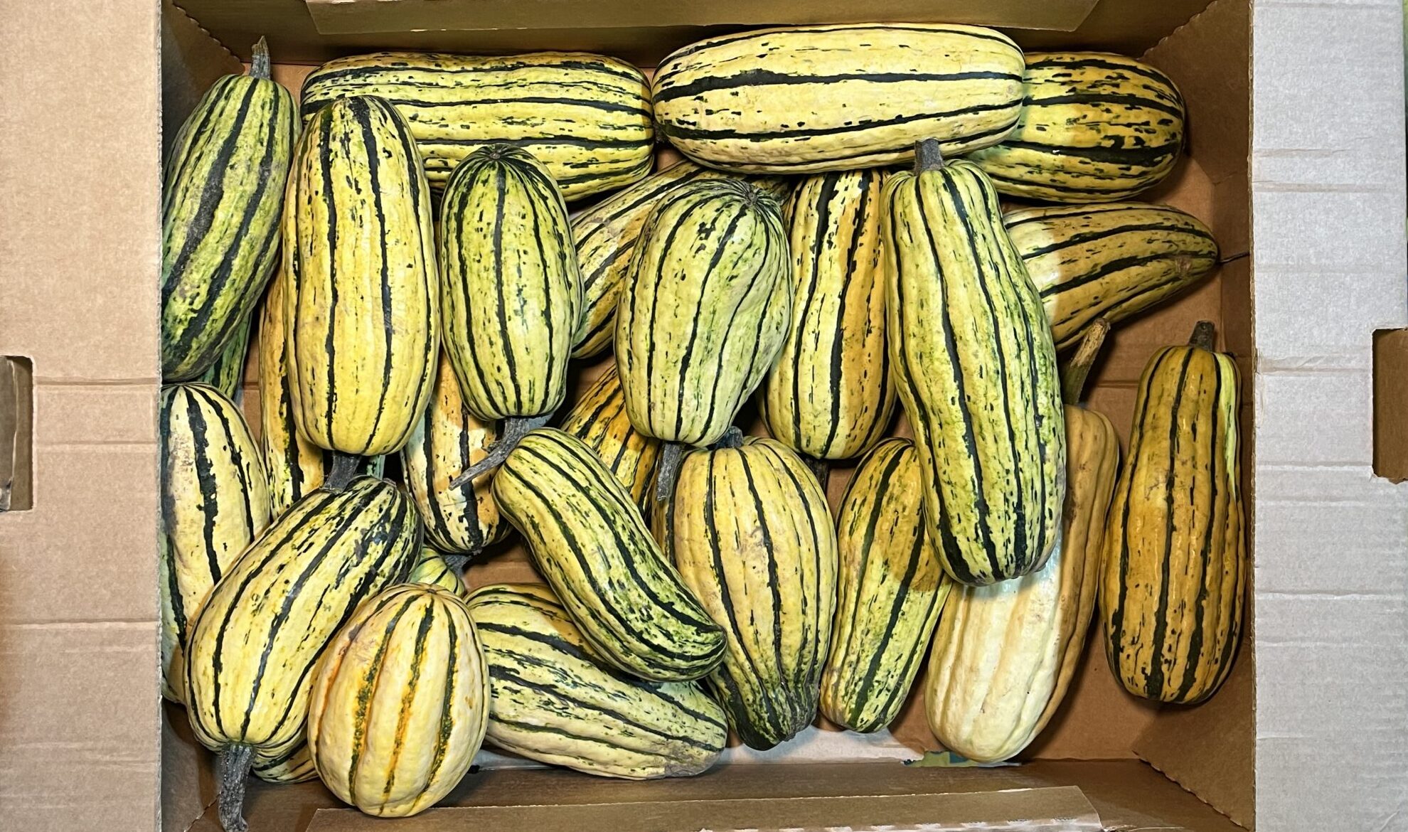 Squash Delicata - Langridge Organic Products Ltd